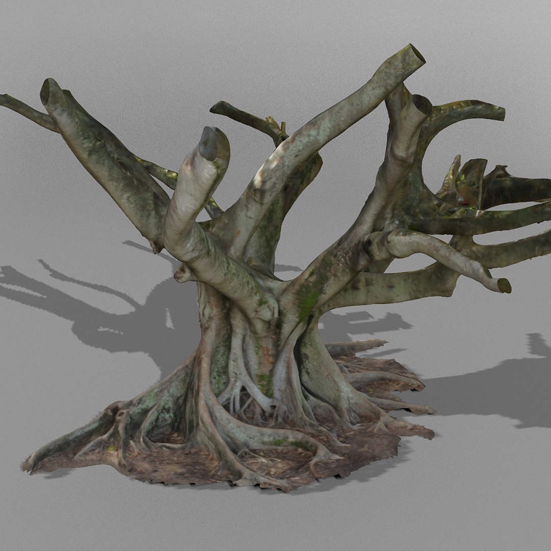 Australian Fig Tree Scanned 3d Model