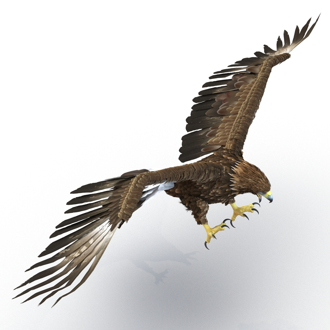golden eagle rigged 3d max
