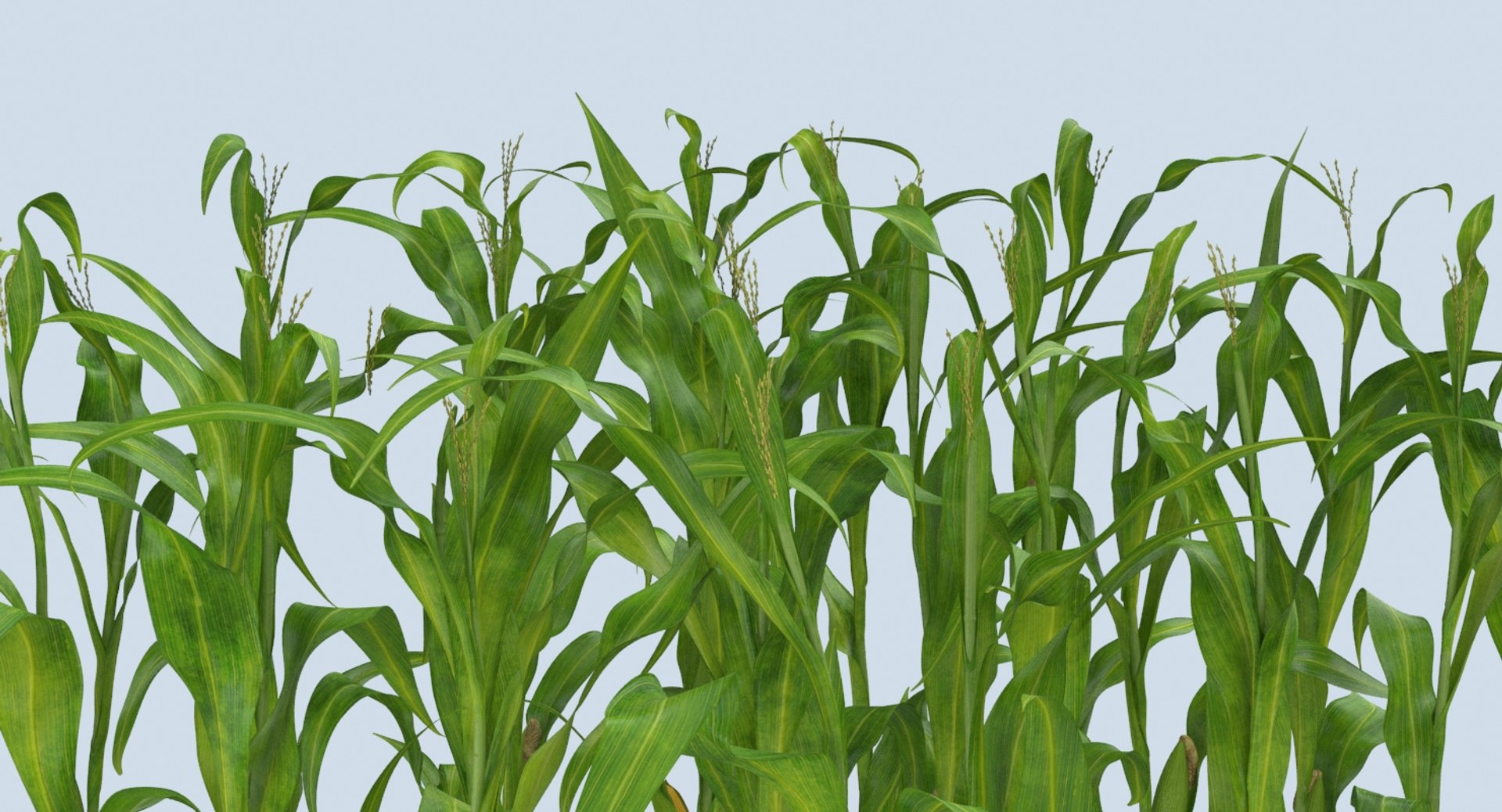 3D Corn-stalks-and-patch---patch Model - TurboSquid 1344451