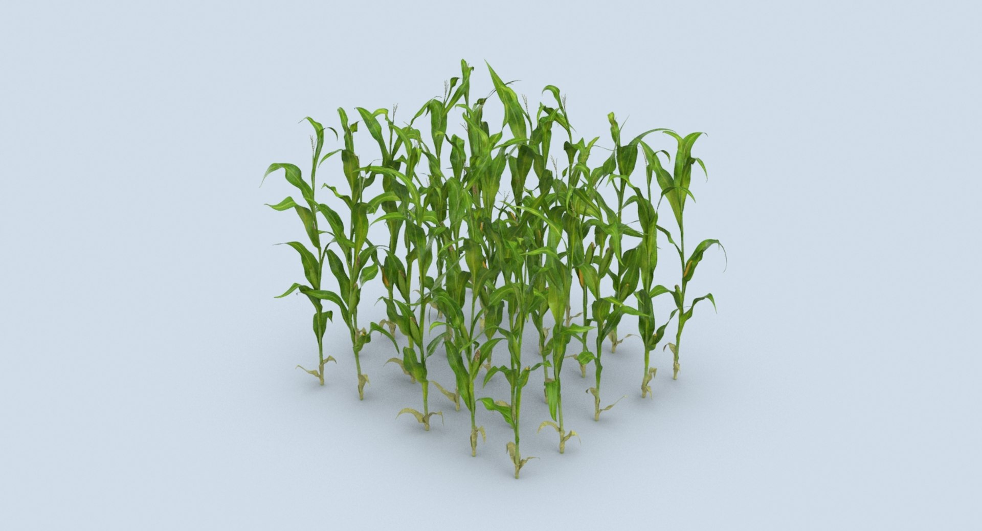 3D Corn-stalks-and-patch---patch Model - TurboSquid 1344451