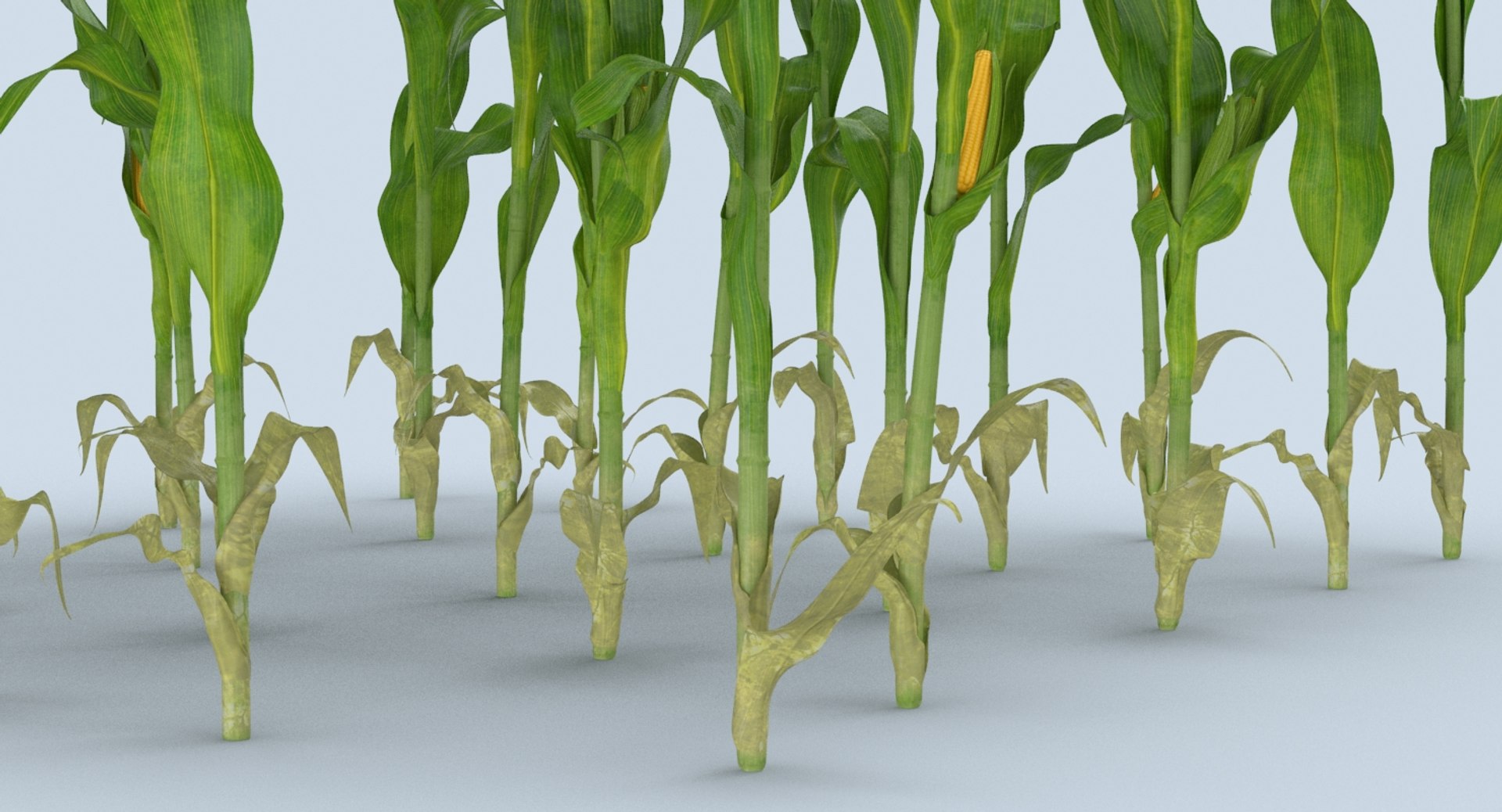 3D Corn-stalks-and-patch---patch Model - TurboSquid 1344451