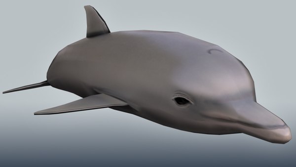 3d model of realistic dolphin