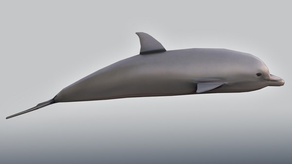 3d model of realistic dolphin