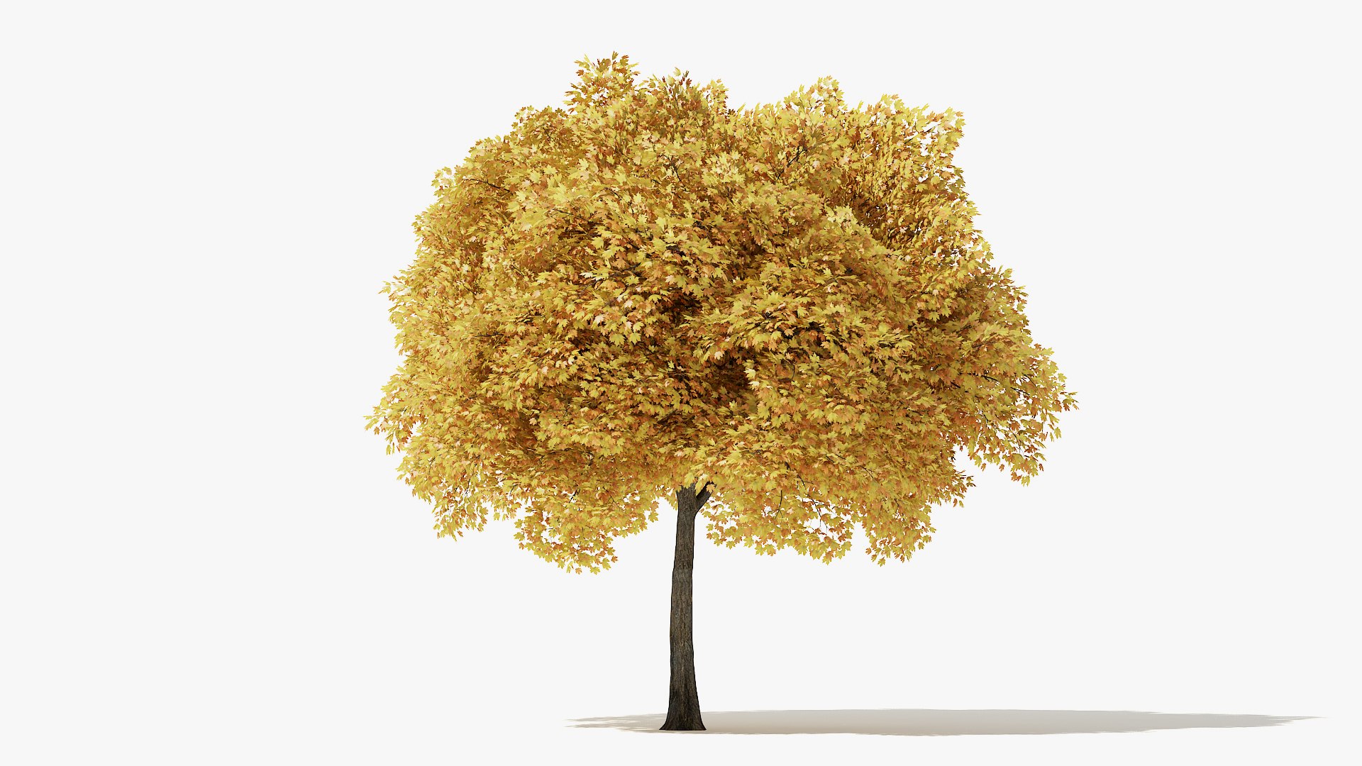 3D Autumn Norway Maple Tree Model - TurboSquid 1478794