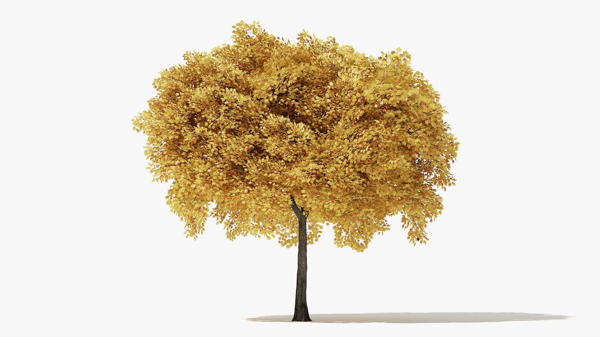 3D Autumn Norway Maple Tree Model - TurboSquid 1478794