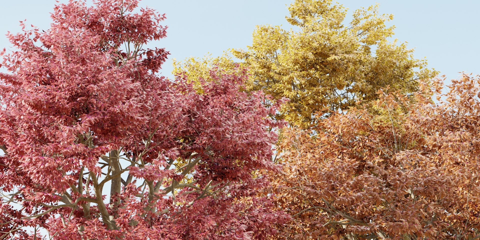 Autumn Maple Trees Collection vol 147-Blender 3D - TurboSquid 2149277