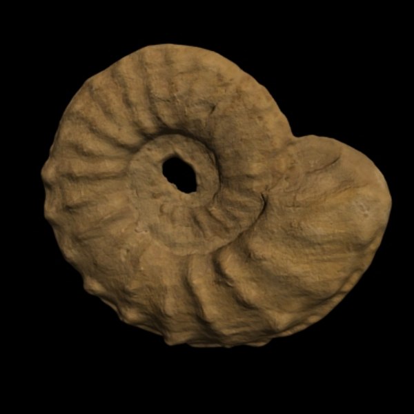 Ammonite 3D Models for Download | TurboSquid