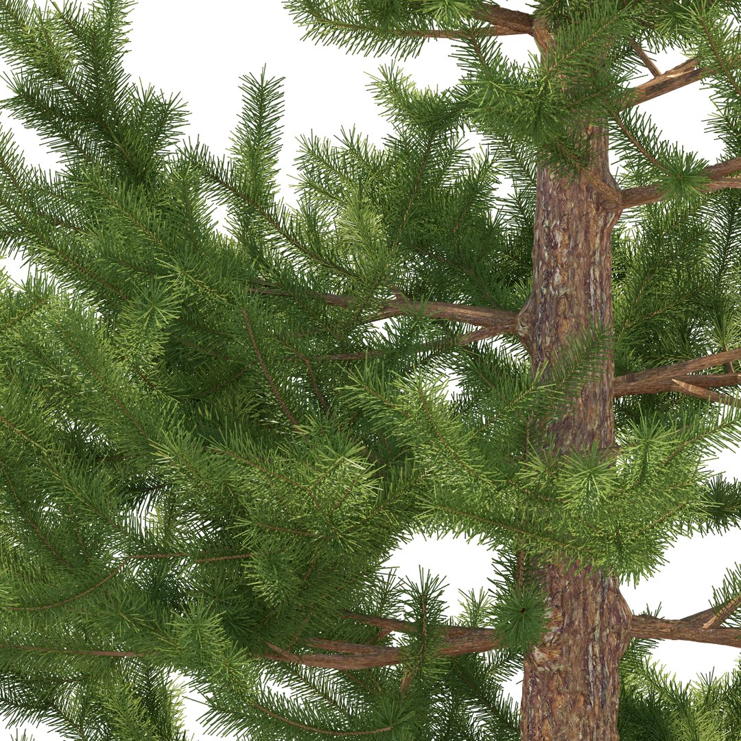 3ds max pine