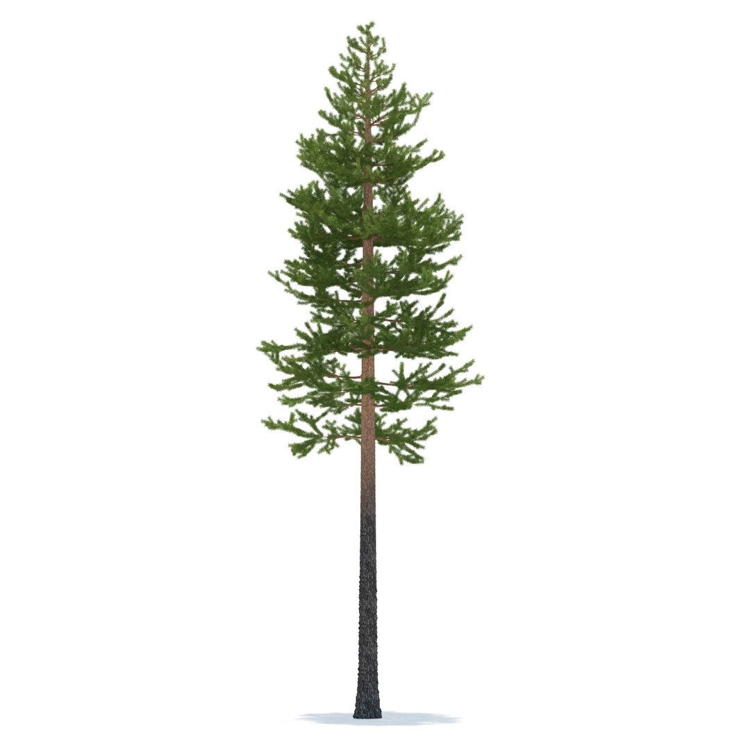 3ds max pine
