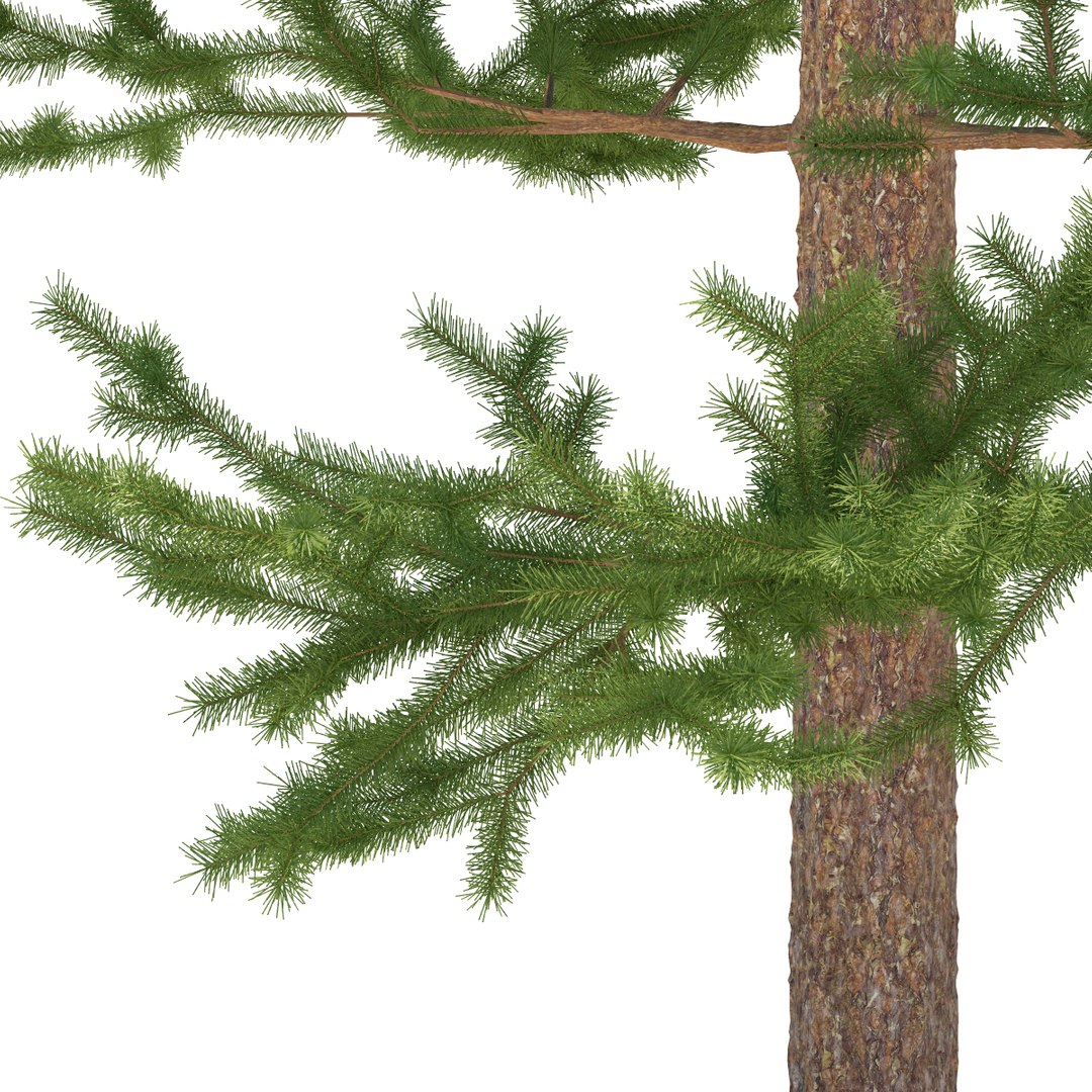 3ds max pine