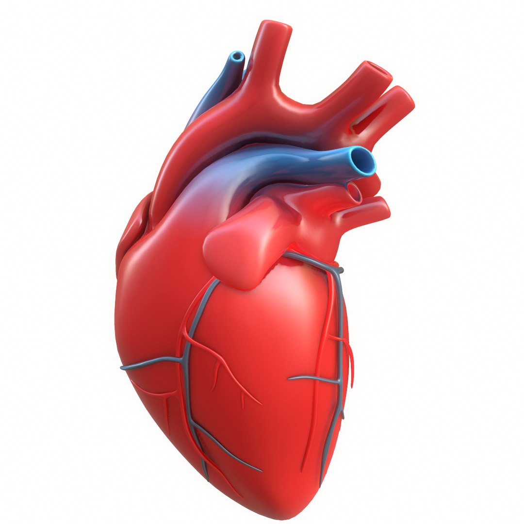 3D Modeled Human Heart - TurboSquid 1402473