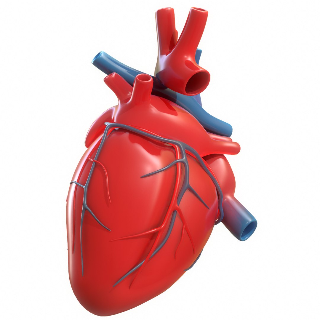 3D Modeled Human Heart - TurboSquid 1402473