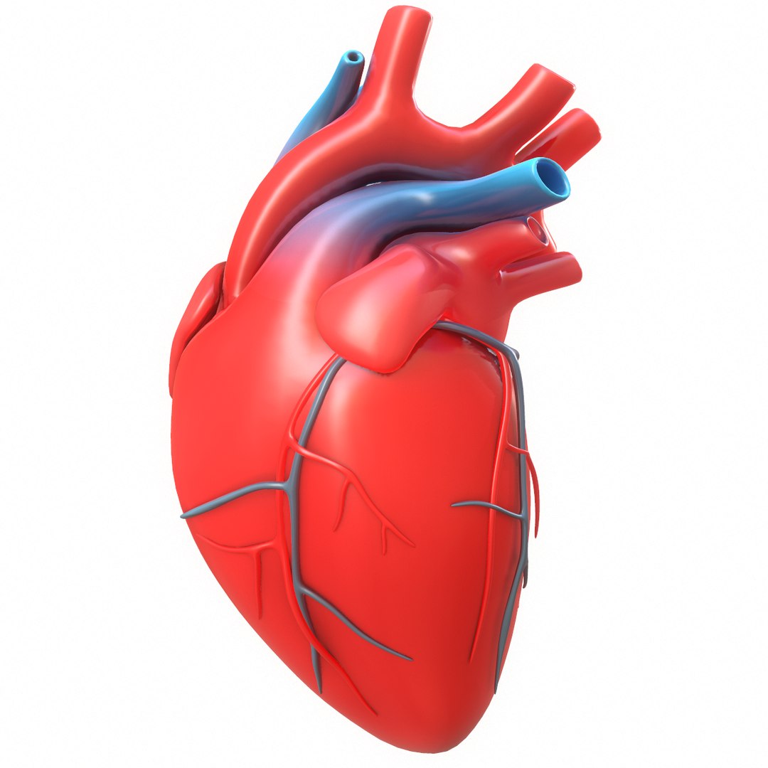 3D Modeled Human Heart - TurboSquid 1402473