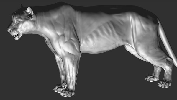 modelo 3d Snow Leopard Panthera uncia VFX Ultra Cinematic Realistic ...