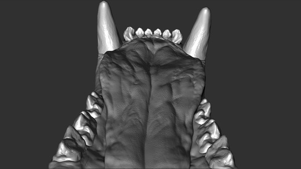 modelo 3d Snow Leopard Panthera uncia VFX Ultra Cinematic Realistic ...