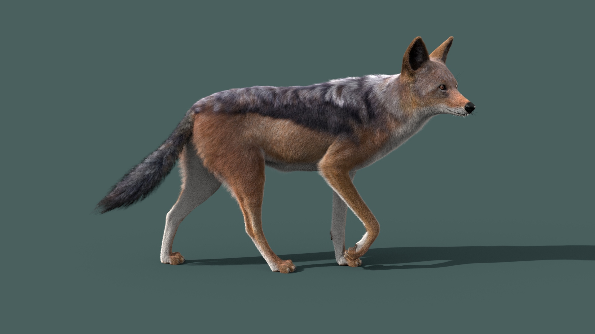 Black Backed Jackal Animated Xgen 3D - TurboSquid 2204951