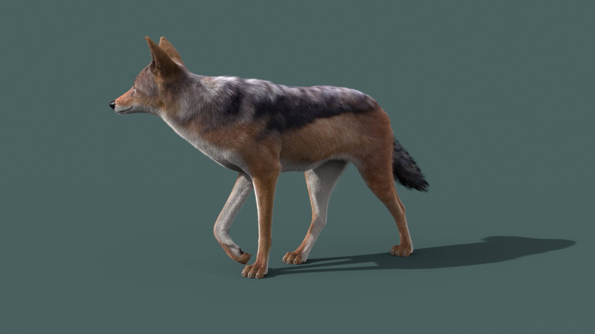 Black Backed Jackal Animated Xgen 3D - TurboSquid 2204951