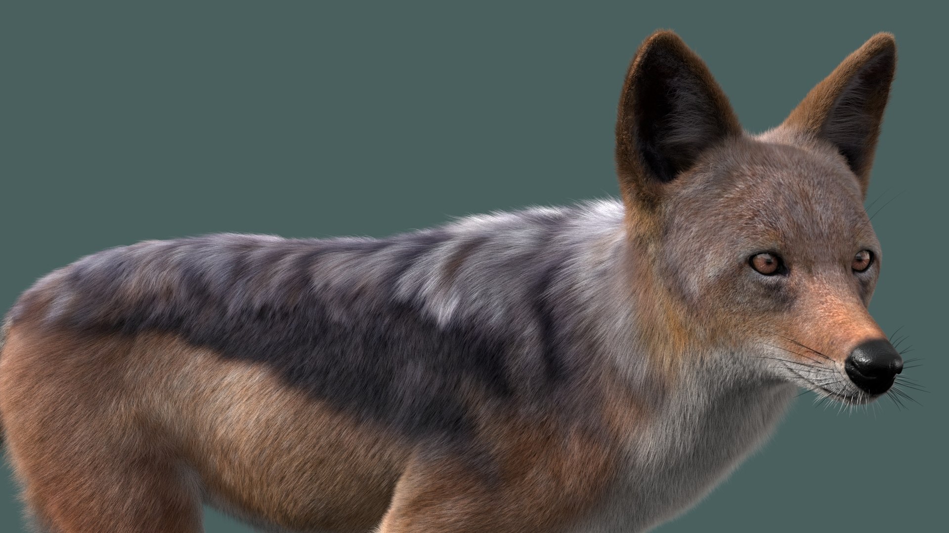 Black Backed Jackal Animated Xgen 3D - TurboSquid 2204951