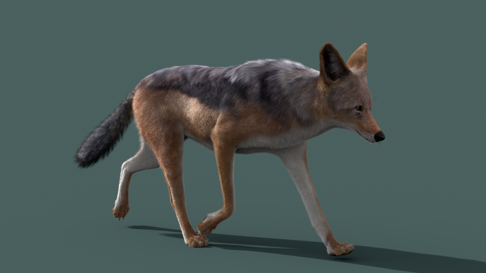 Black Backed Jackal Animated Xgen 3D - TurboSquid 2204951