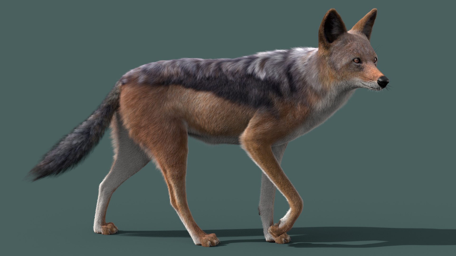 Black Backed Jackal Animated Xgen 3D - TurboSquid 2204951