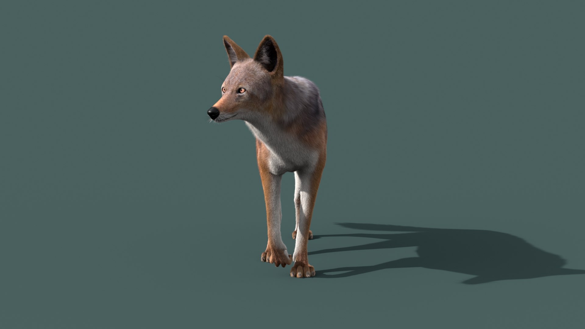Black Backed Jackal Animated Xgen 3D - TurboSquid 2204951