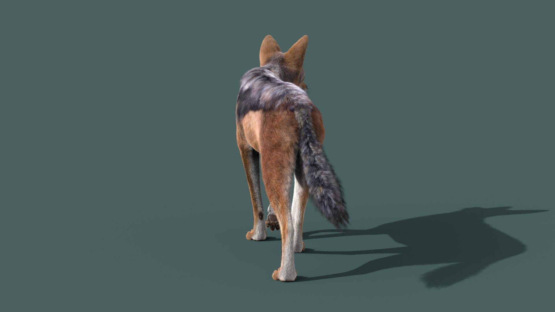 Black Backed Jackal Animated Xgen 3D - TurboSquid 2204951