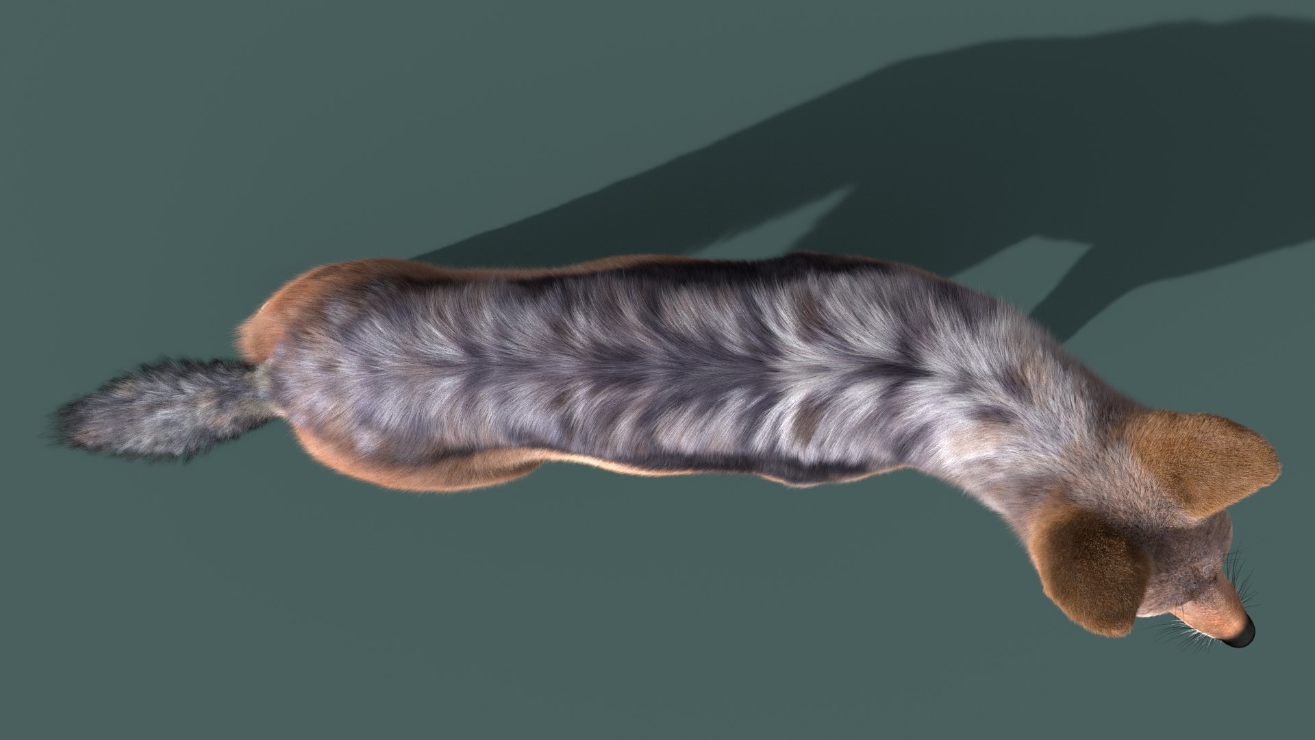 Black Backed Jackal Animated Xgen 3D - TurboSquid 2204951