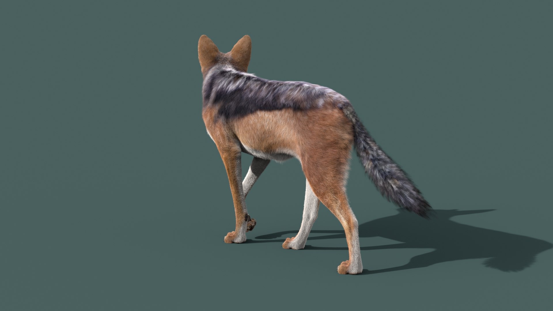 Black Backed Jackal Animated Xgen 3D - TurboSquid 2204951