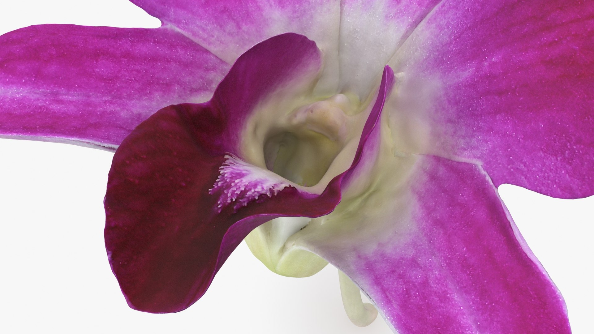 Dendrobium Sonia Purple Orchid 3D Model - TurboSquid 2280679