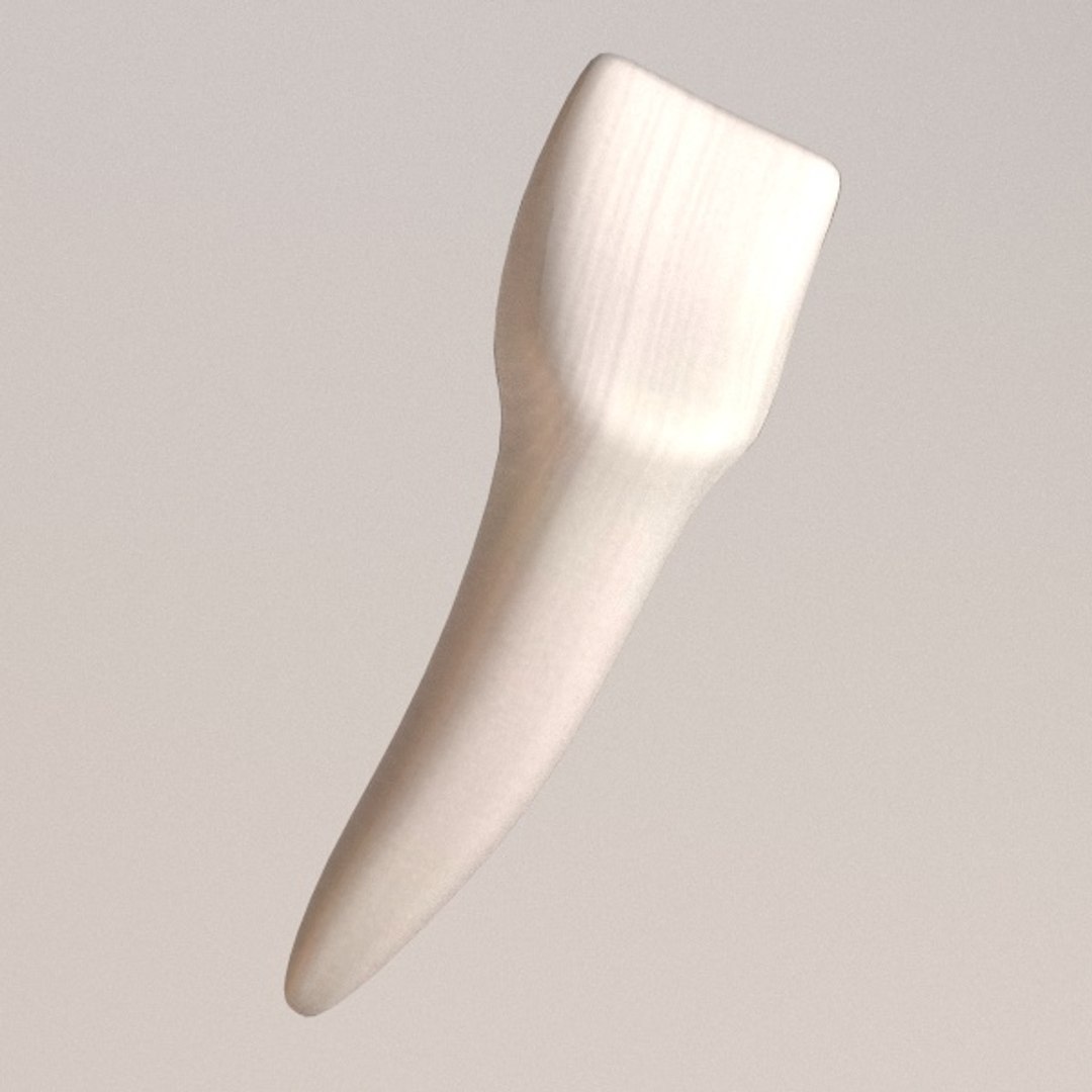 3d Central Incisor Model
