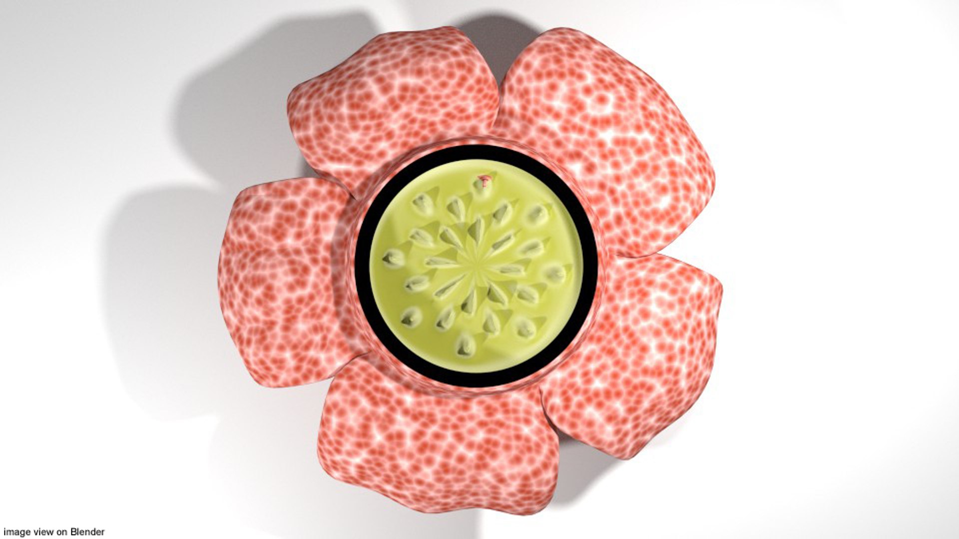 Flower Rafflesia 3D Model - TurboSquid 1180241