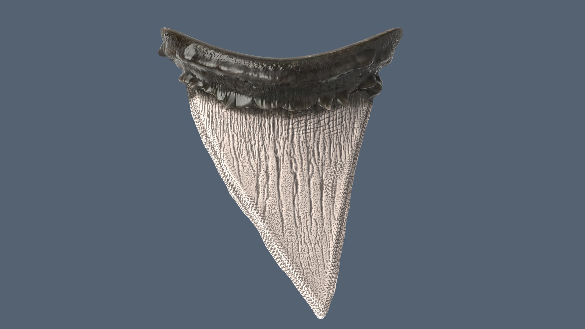 3d model shark tooth
