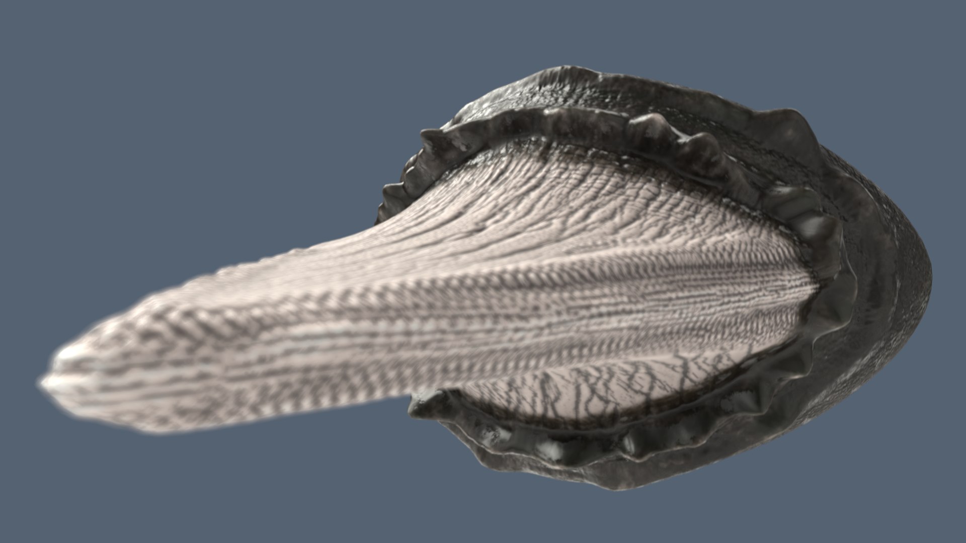 3d model shark tooth