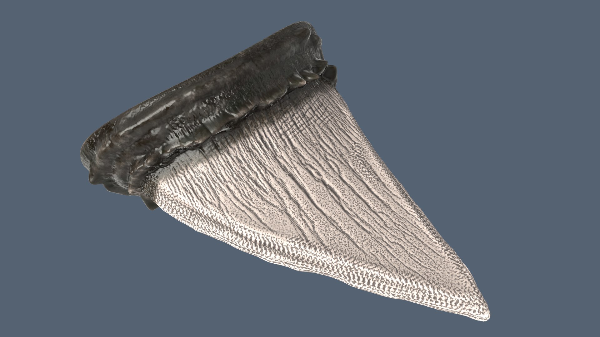 3d model shark tooth