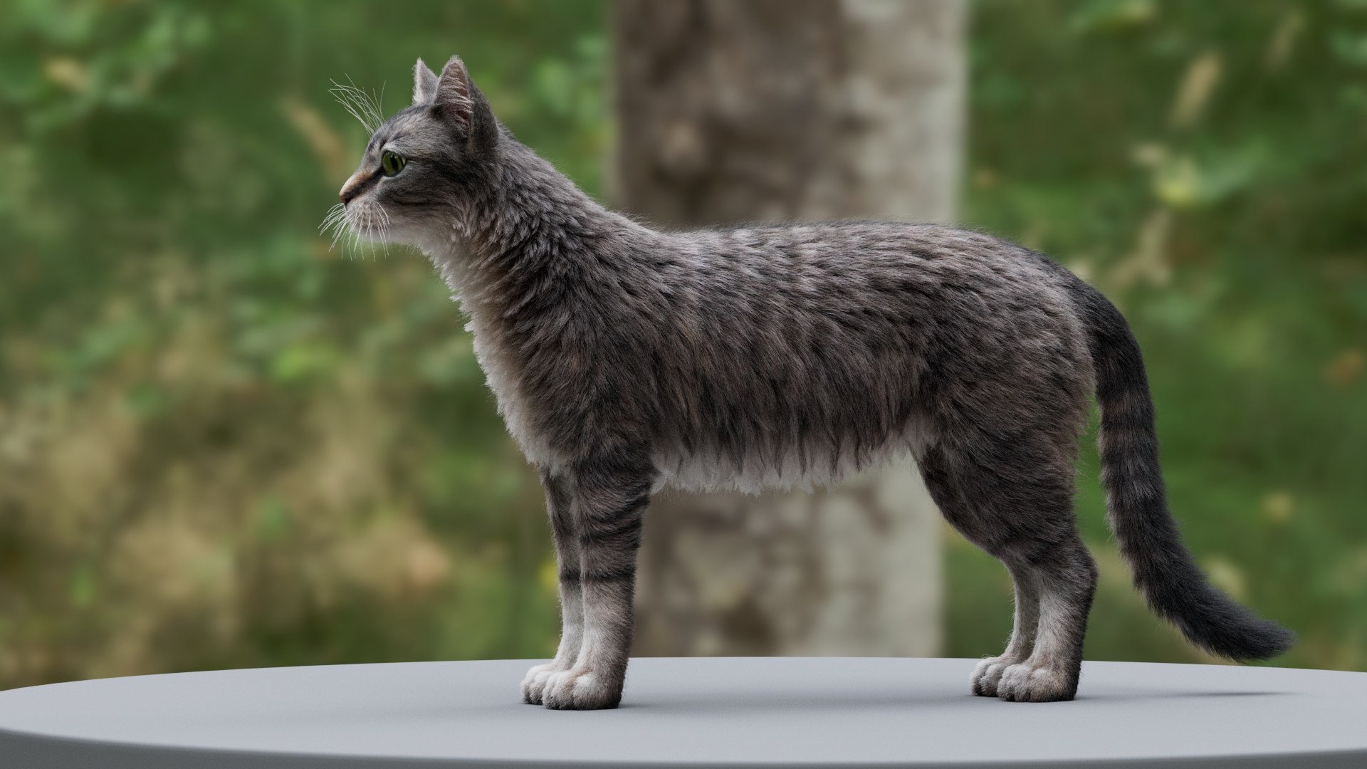 3D Cat Tabby Model - TurboSquid 2040609