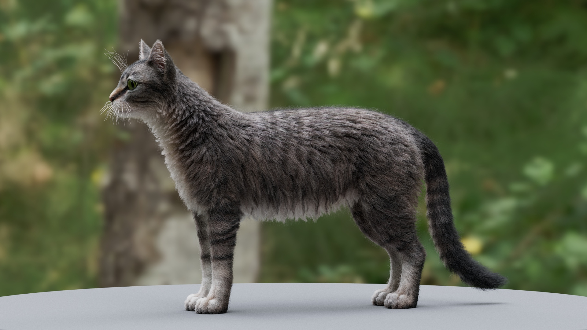 3D Cat Tabby Model - TurboSquid 2040609