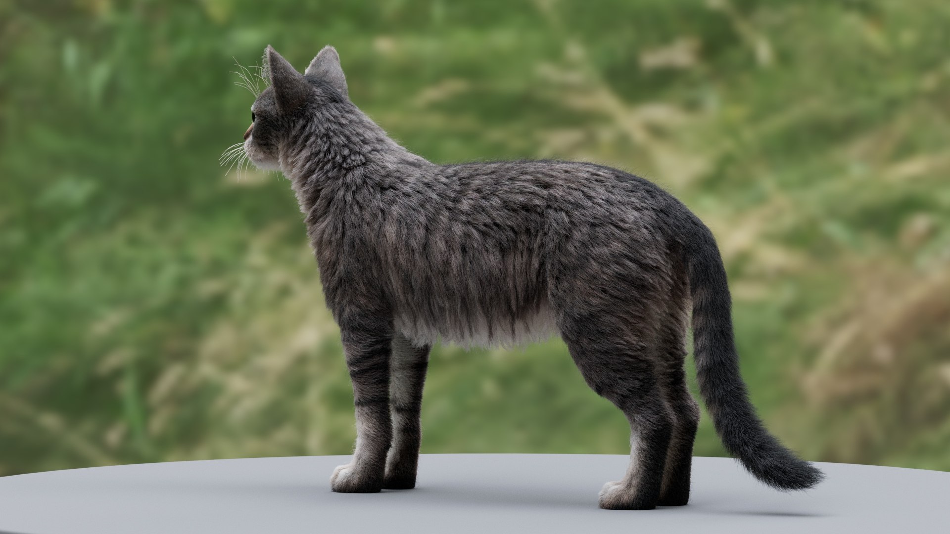 3d Cat Tabby Model Turbosquid 2040609