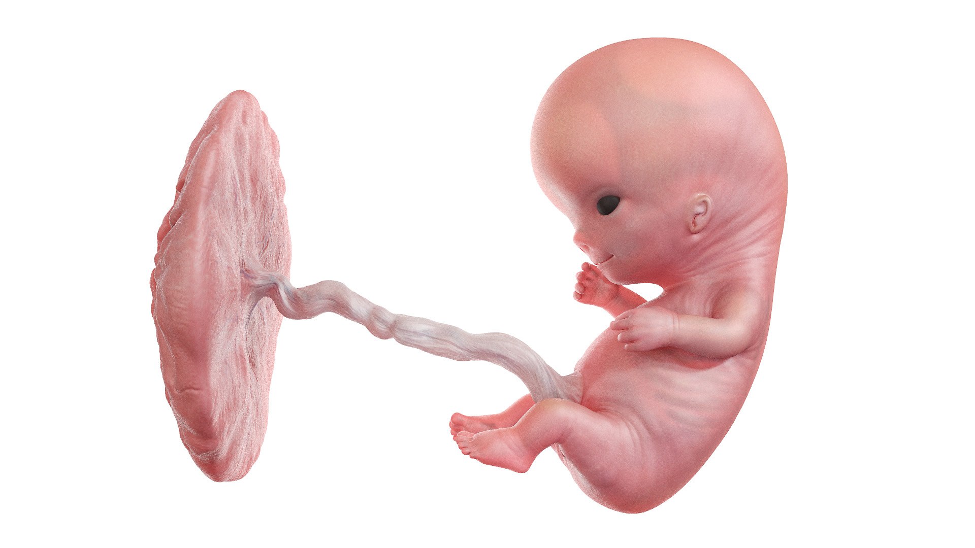 Fetus Week 10 Animated model - TurboSquid 1865684