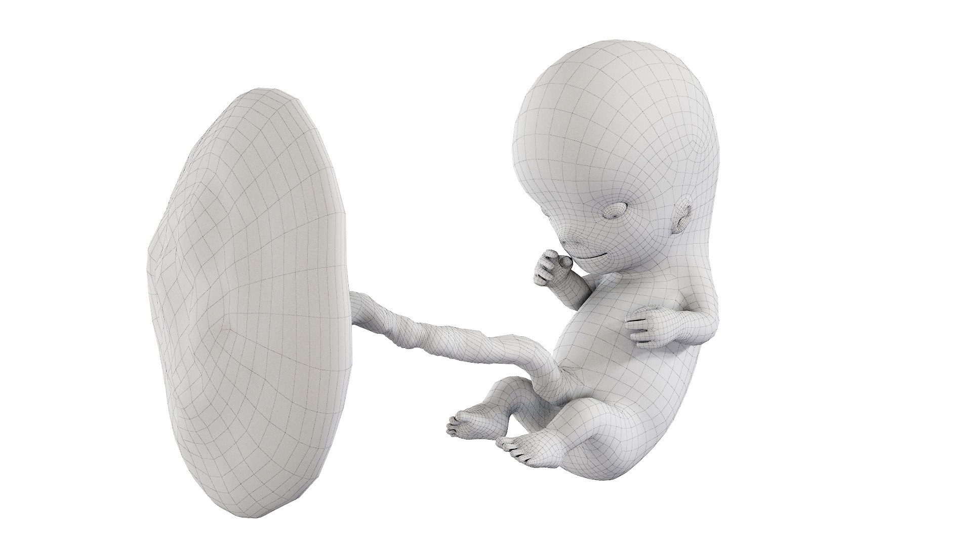 Fetus Week 10 Animated model - TurboSquid 1865684