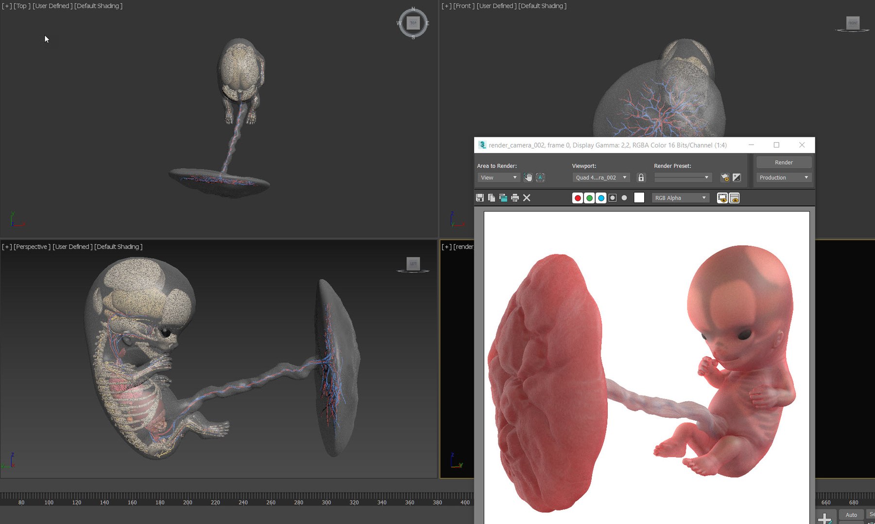 Fetus Week 10 Animated model - TurboSquid 1865684