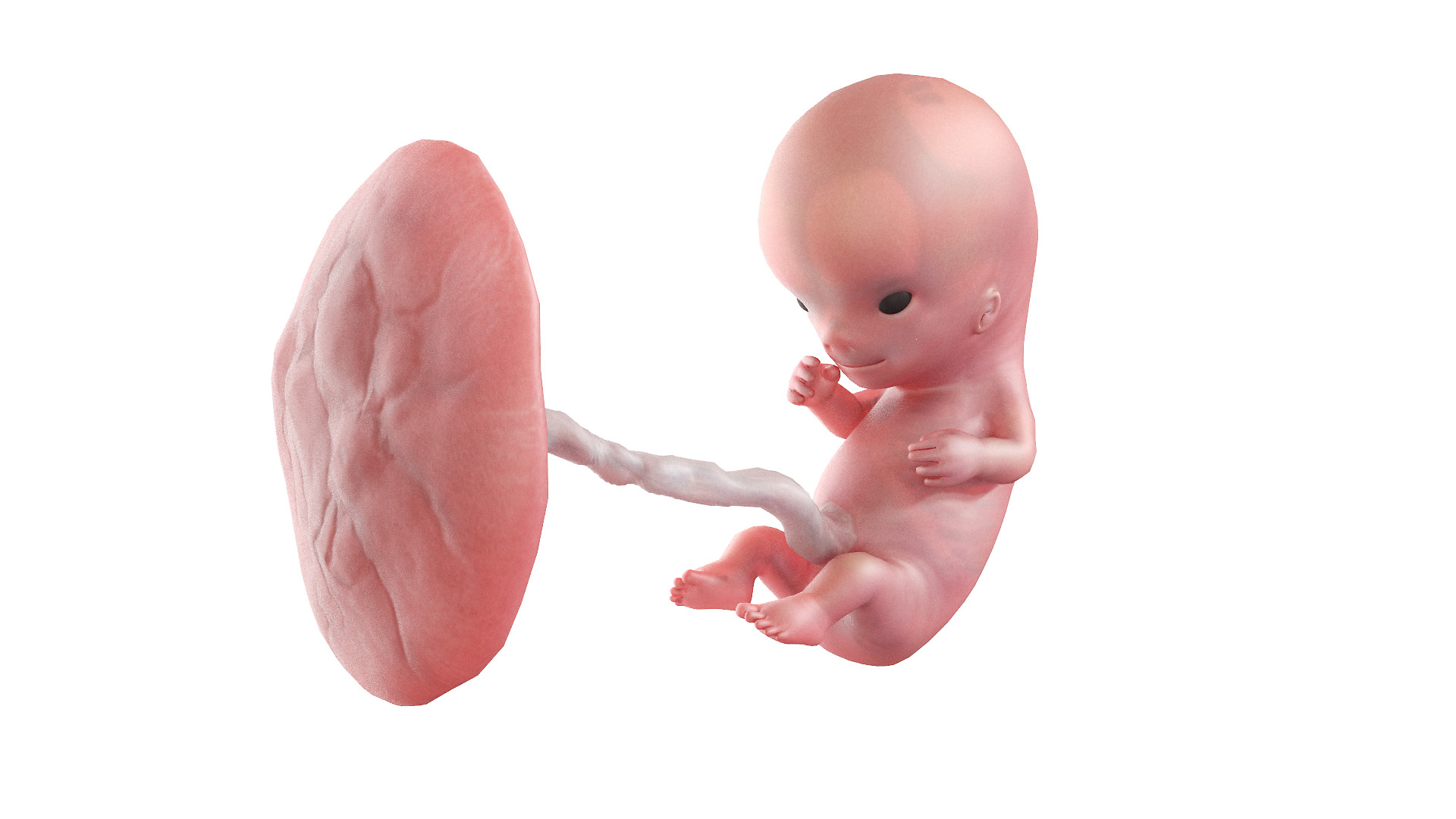 Fetus Week 10 Animated model - TurboSquid 1865684