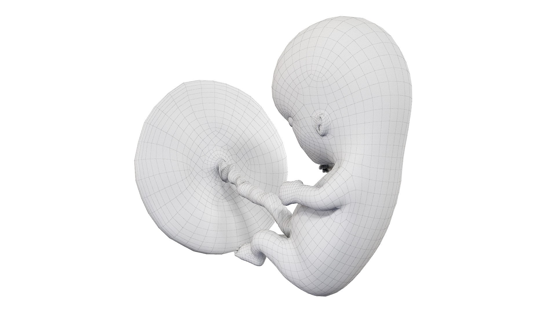 Fetus Week 10 Animated model - TurboSquid 1865684