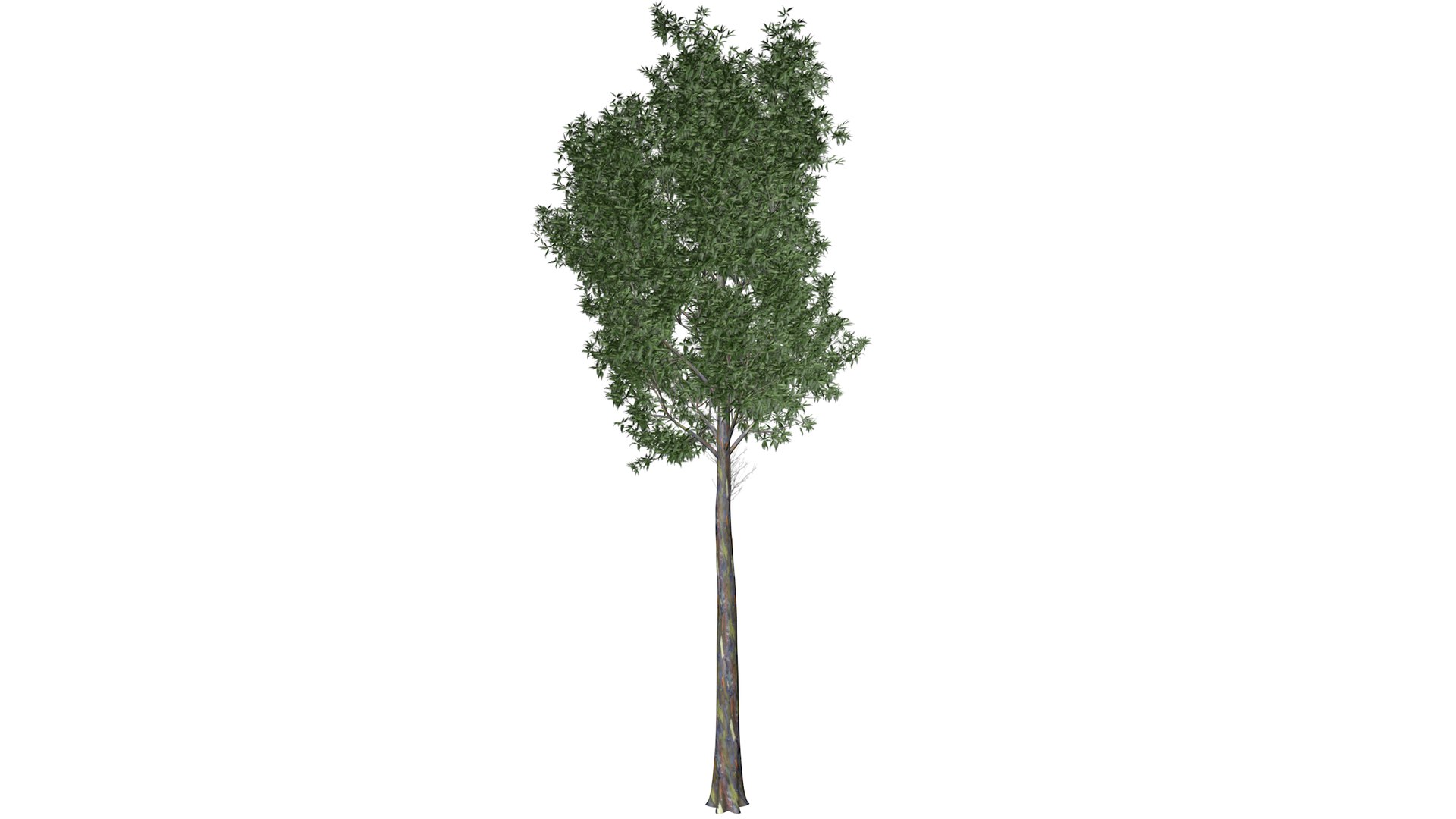 3D Rainbow Gum Tree - 09 - Model - TurboSquid 2377640
