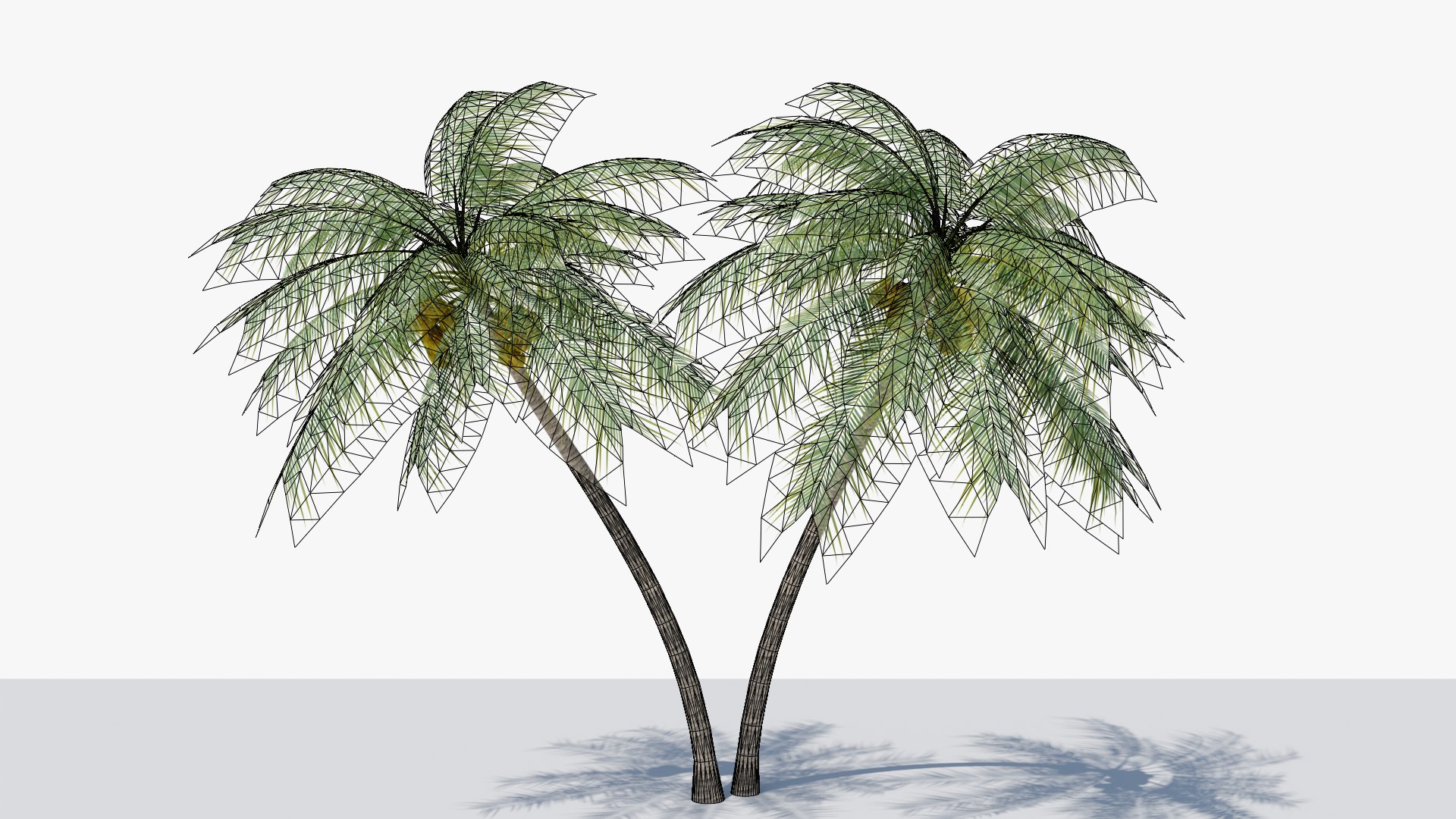 3D Coconut Palm V6 Model - TurboSquid 2048728