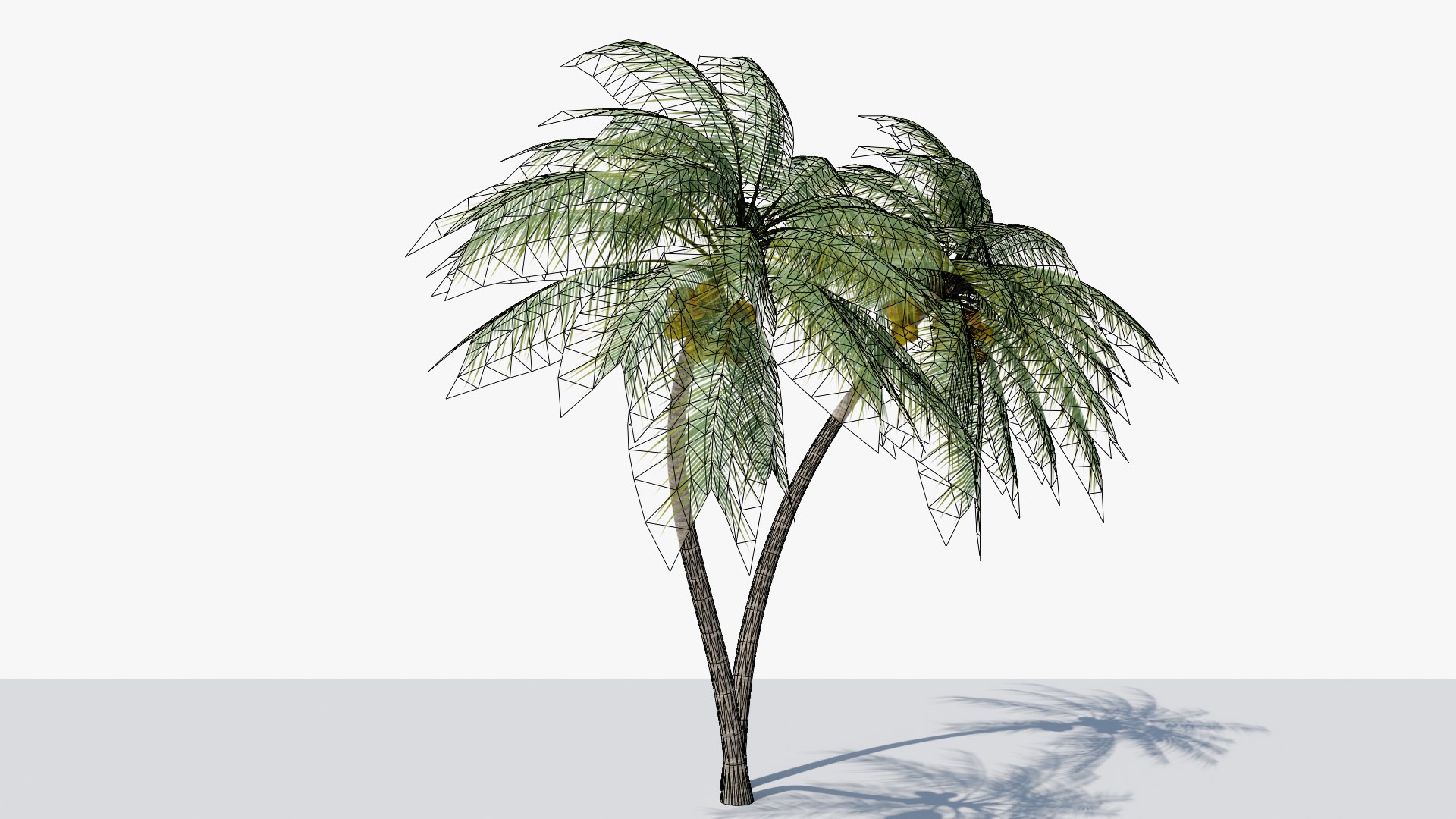 3D Coconut Palm V6 Model - TurboSquid 2048728