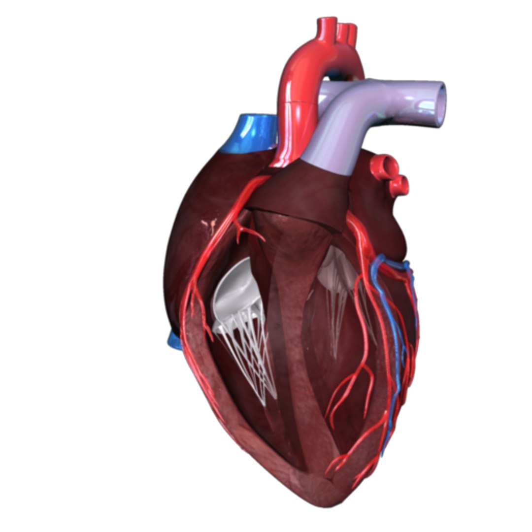 human heart 3d model