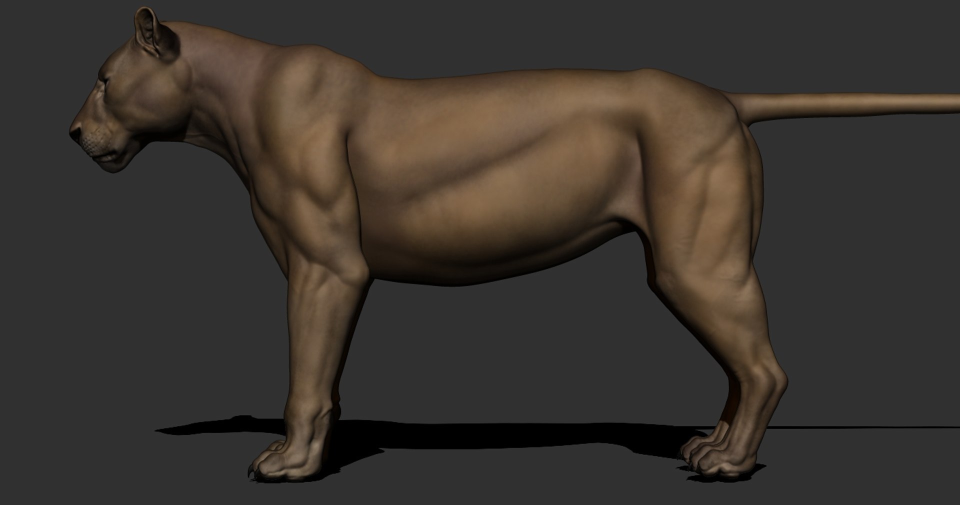 Lion Rig Studio License 3D Model - TurboSquid 1320281