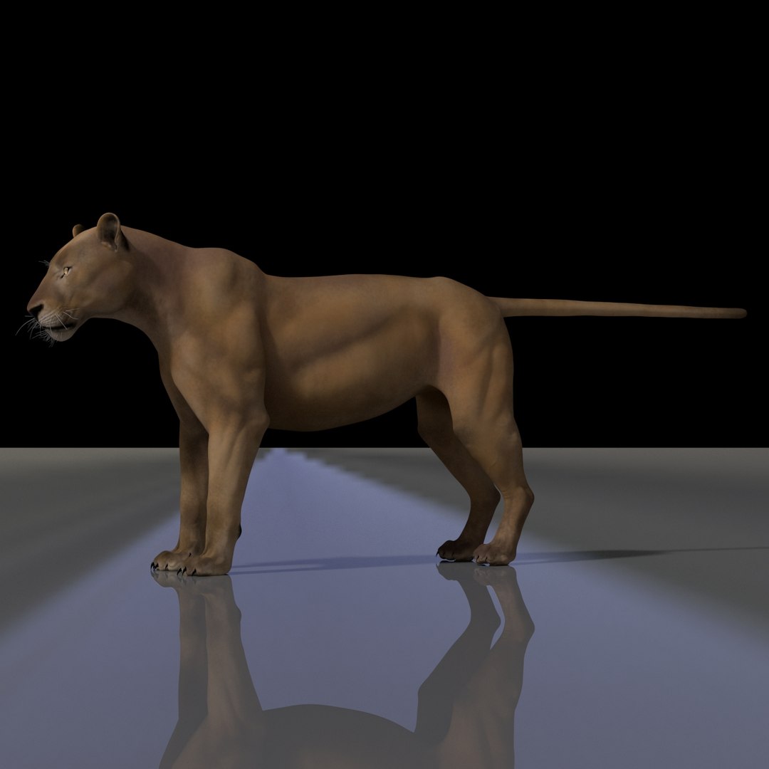 Lion Rig Studio License 3D Model - TurboSquid 1320281