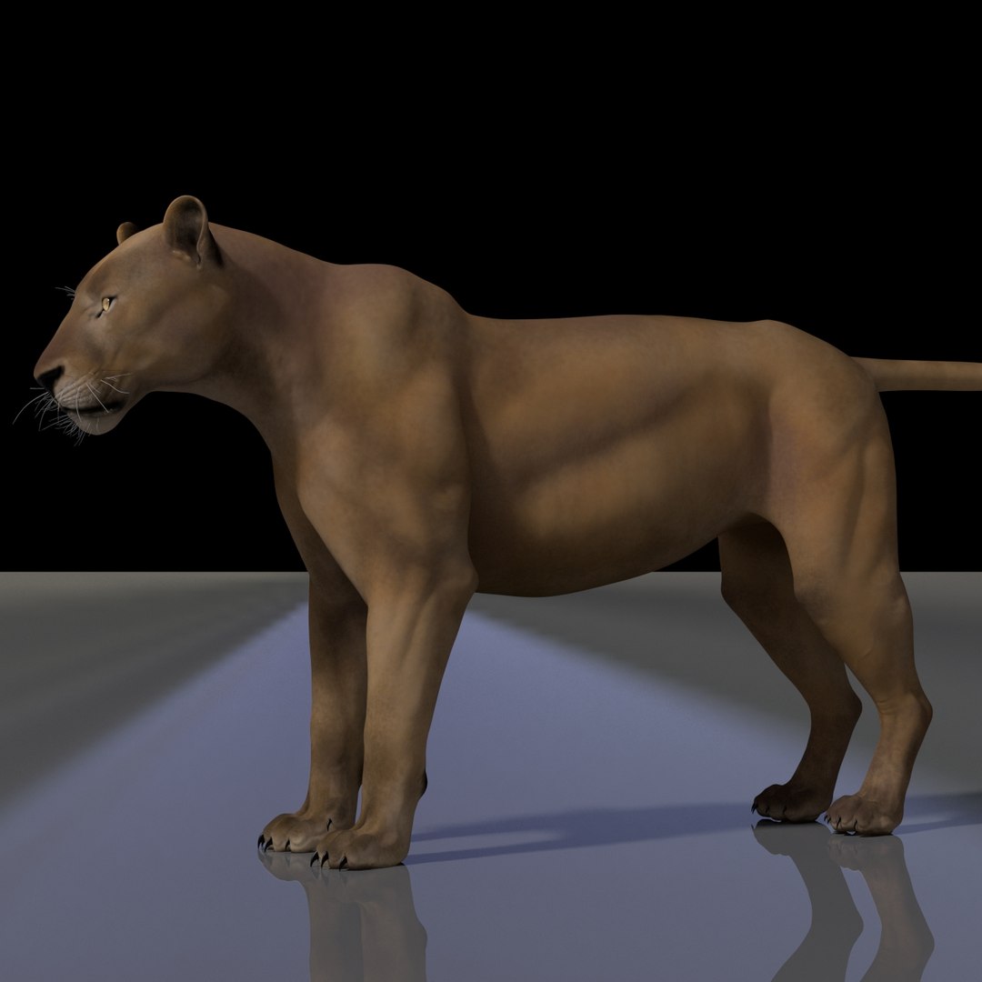 Lion Rig Studio License 3D Model - TurboSquid 1320281