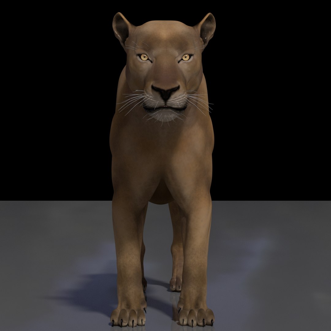 Lion Rig Studio License 3D Model - TurboSquid 1320281